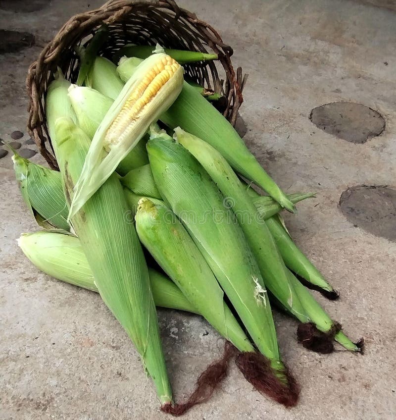 Corn ears stock photo. Image of agricultural, harvest - 386002834