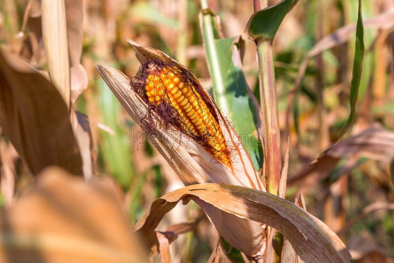 Corn ears of grain crops. stock photo. Image of growth - 99716916