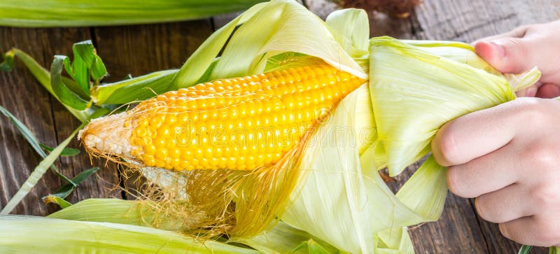 Corn ears stock photo. Image of husk, corn, health, food - 74083048