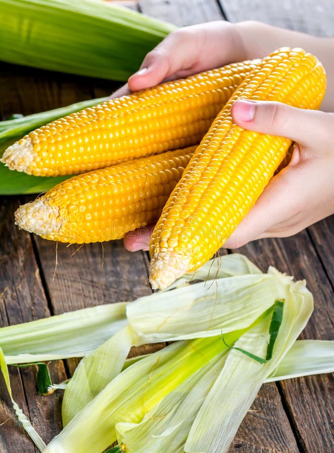 Corn ears stock photo. Image of foodstuff, ears, delicious - 74083074