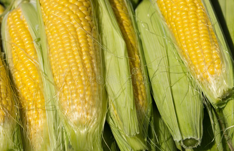 Corn ears stock photo. Image of ripe, harvest, seed, golden - 32549904