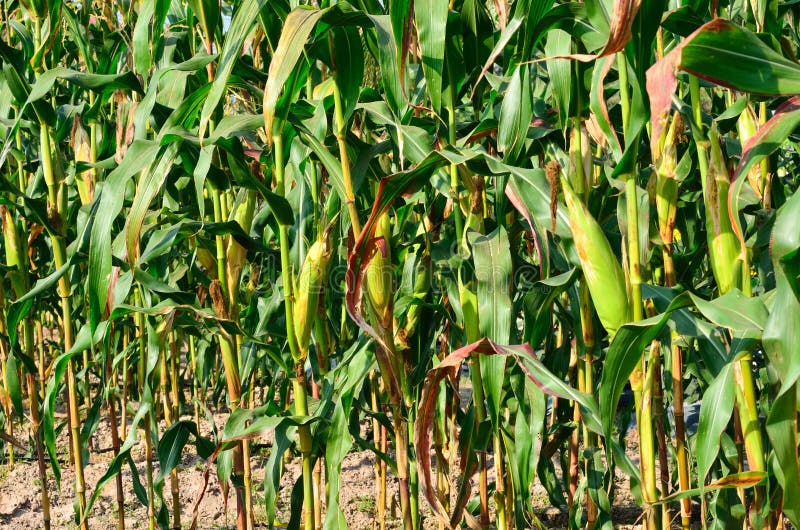 Corn ears on the stalk stock photo. Image of freshness - 41739632