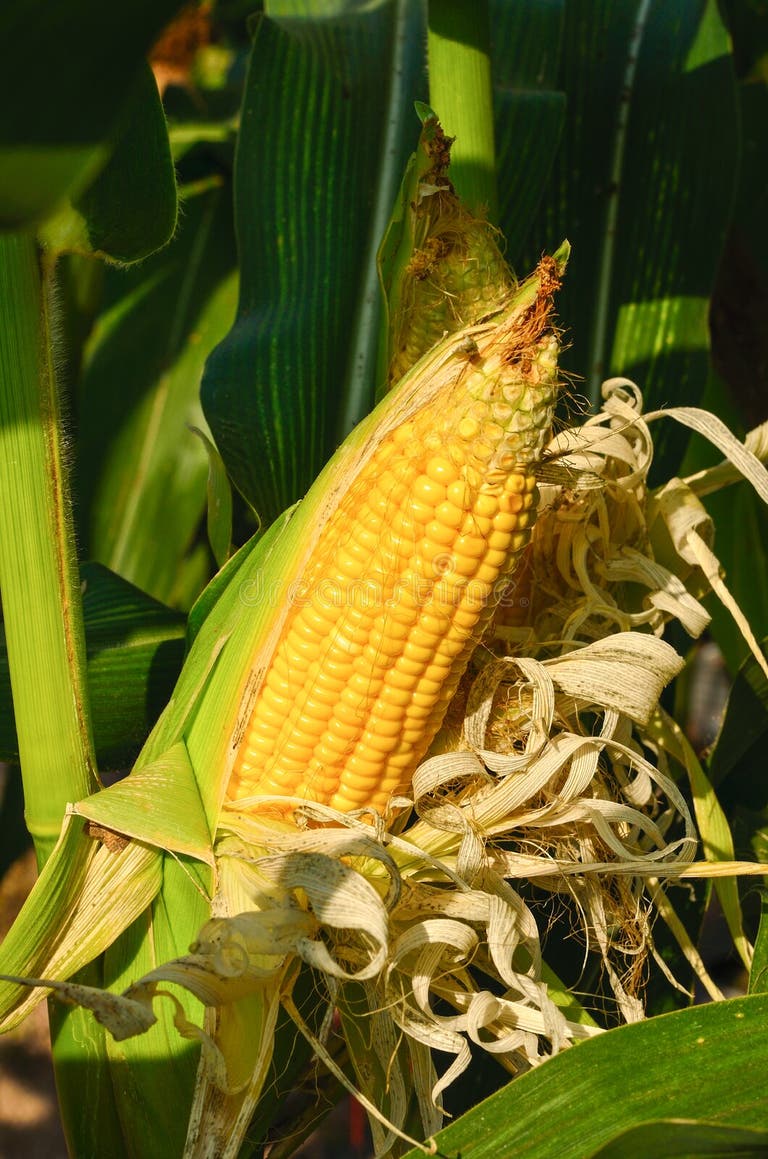 41,852 Corn Ears Stock Photos - Free & Royalty-Free Stock Photos from ...