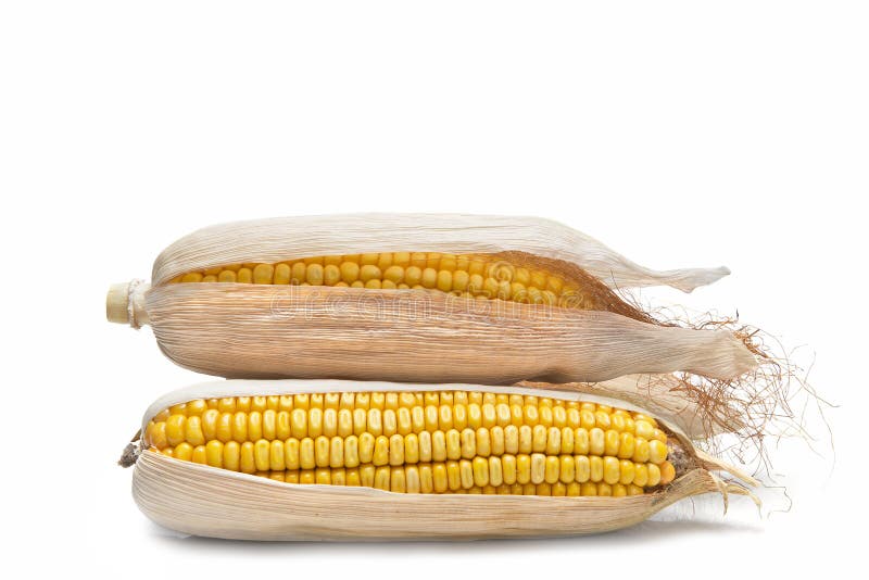 10,761 Ears Corn White Background Stock Photos - Free & Royalty-Free ...