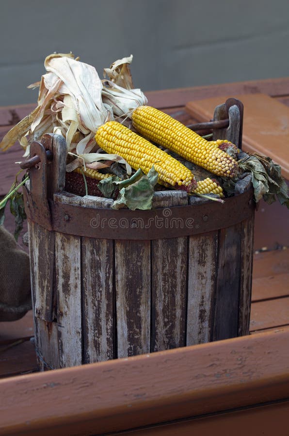 Corn ears in wooden bucket stock photo. Image of equipment - 33193294