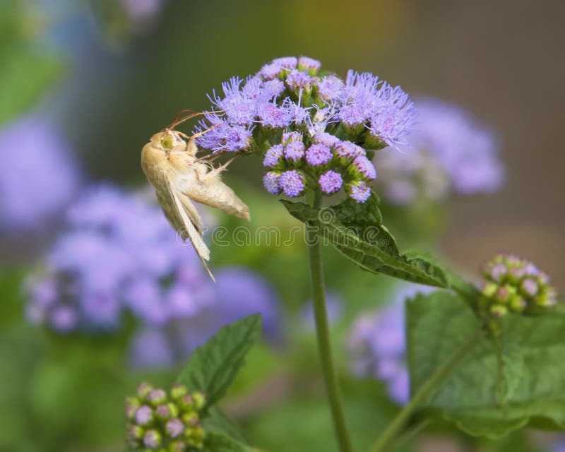 Corn Earworm Moth on Ageratum Stock Image - Image of mist, flower ...
