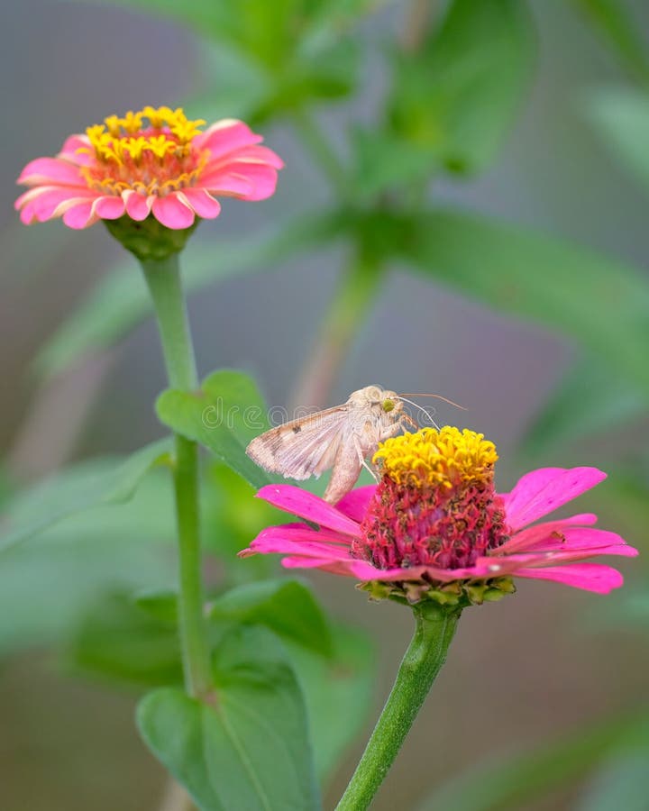 Corn Earworm Moth Perched on a Pink Zinnia with a Blurred Green ...