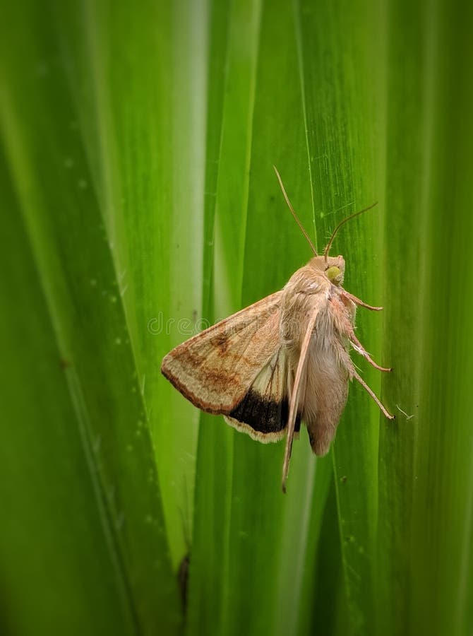Corn Earworms Stock Photos - Free & Royalty-Free Stock Photos from ...