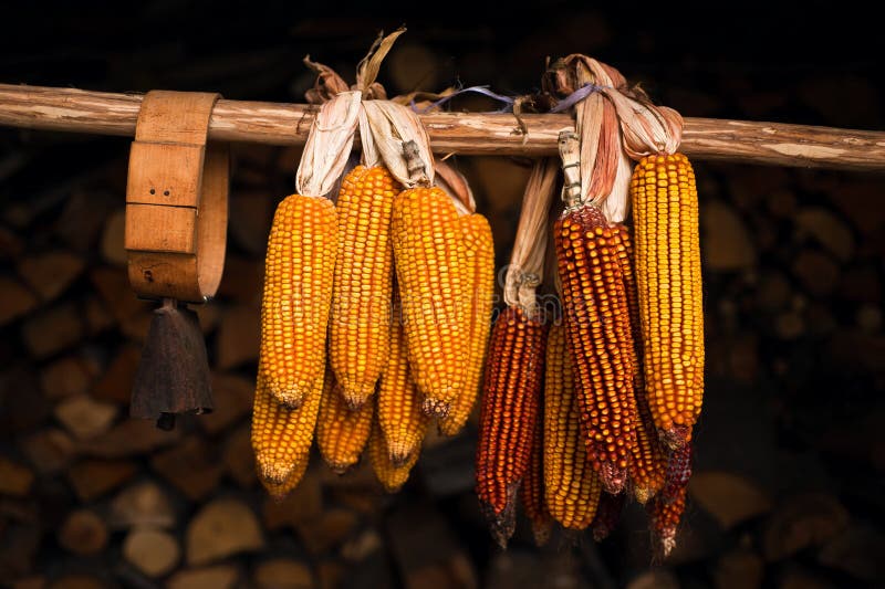 Corn end bell stock image. Image of collar, panicles - 19478889