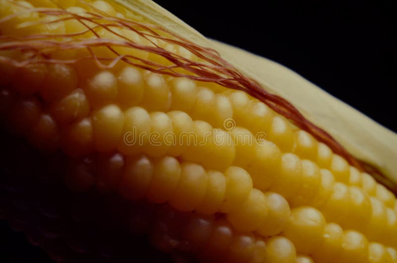 Corn, the Energy-packed Cereal. Stock Photo - Image of rice, harvesting ...