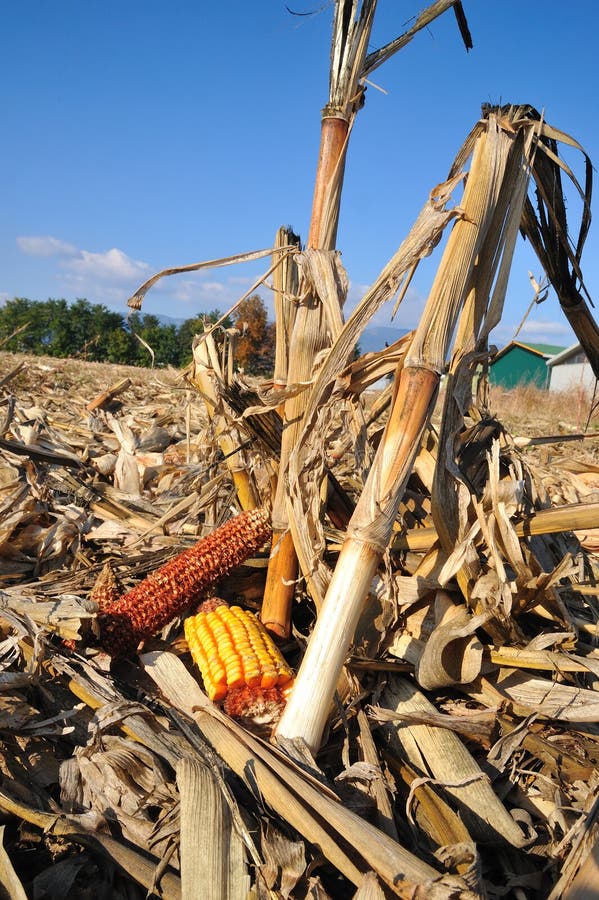 Corn fall after harvest stock image. Image of crop, field - 21712783