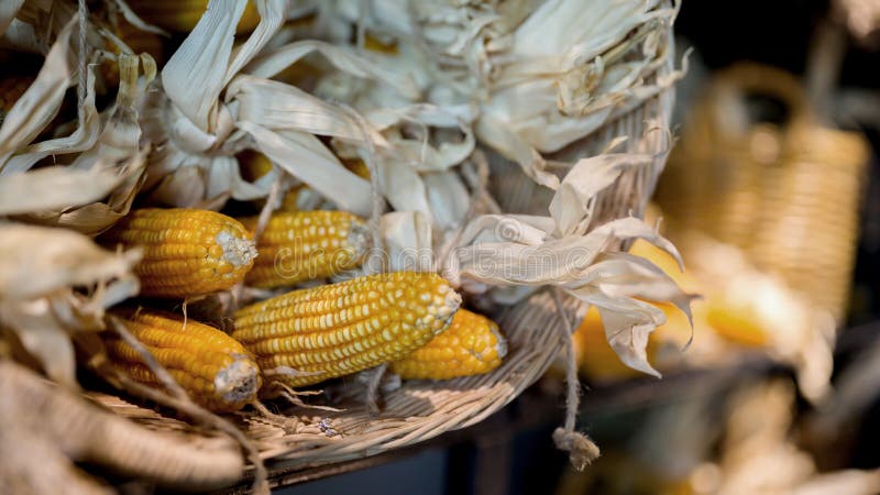 Corn in Fall Harvest and Autumn Season Stock Photo - Image of farm ...