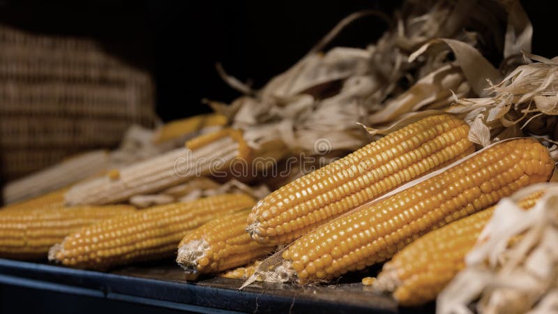 Corn in Fall Harvest and Autumn Season Stock Image - Image of nature ...