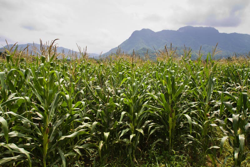 Corn farm stock photo. Image of crop, meadow, agriculture - 25078188