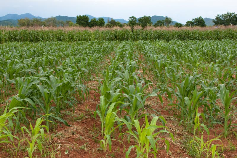 Corn farm stock image. Image of heat, green, agriculture - 25599445