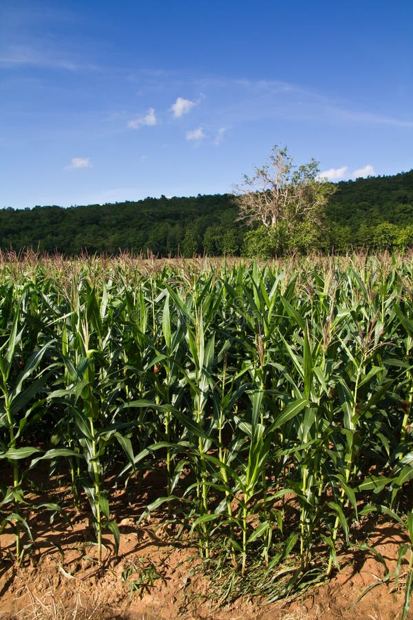 Corn farm stock image. Image of asia, growing, field - 25848723