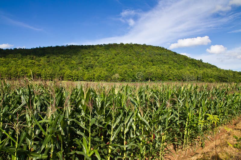 Corn farm stock image. Image of asia, growing, field - 25848723