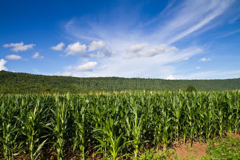 Corn Cob Farm, Textured Background Wallpaper. Stock Photo - Image of ...