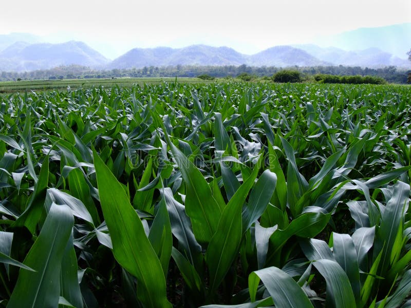 Corn Farm stock photo. Image of corn, farming, graingrowing - 26798862