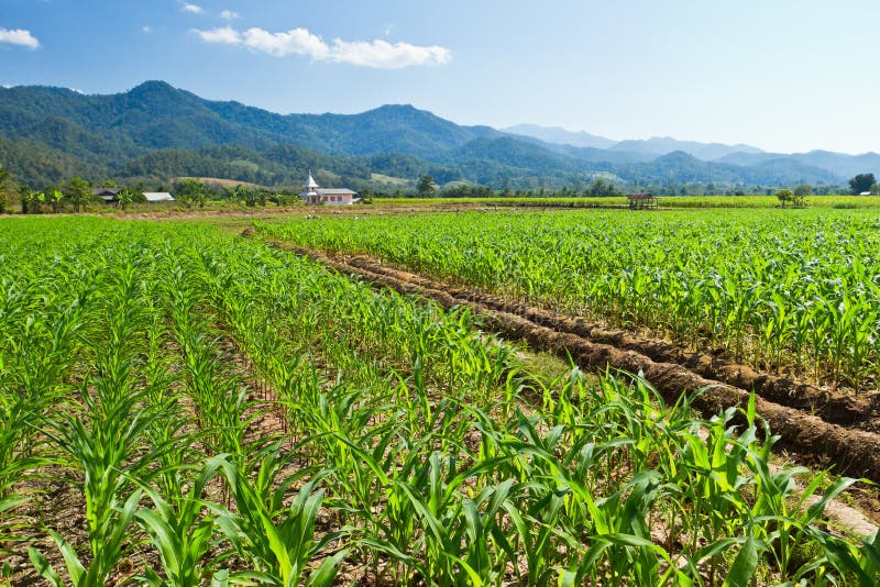 Corn farm stock image. Image of cultivated, mountain - 29398939