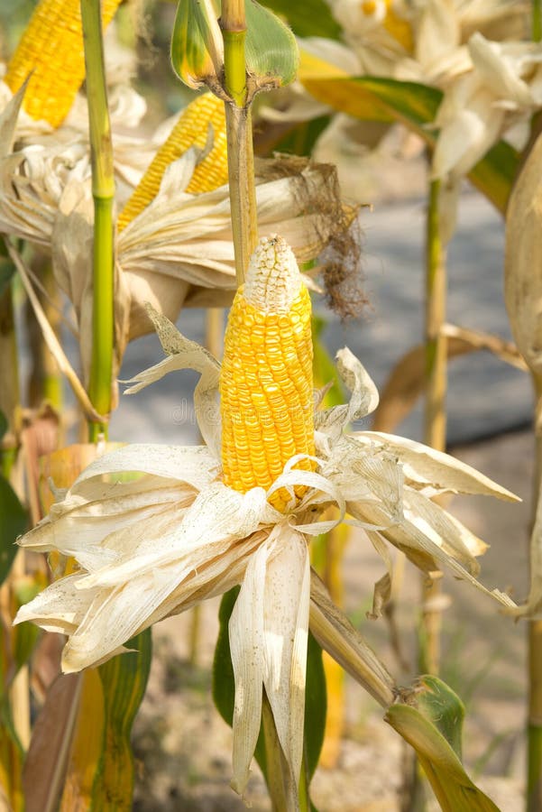 Corn on the farm stock image. Image of nature, color - 36269181