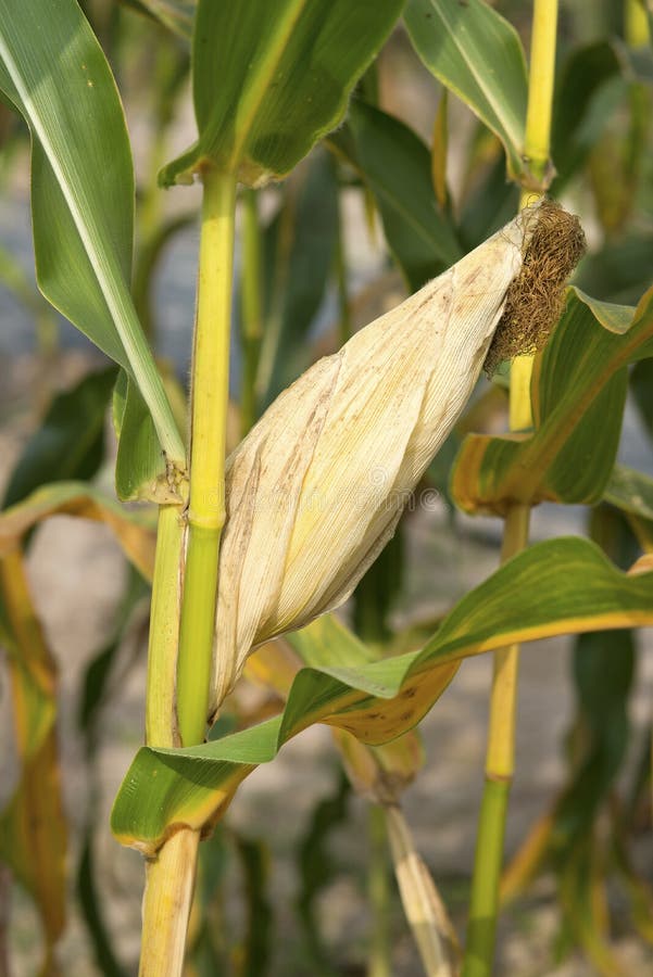 Corn on the farm stock photo. Image of eating, industry - 36269198