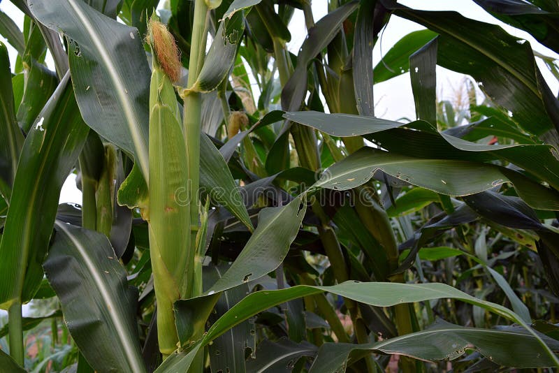 Corn on farm stock photo. Image of maize, crop, agriculture - 70383460