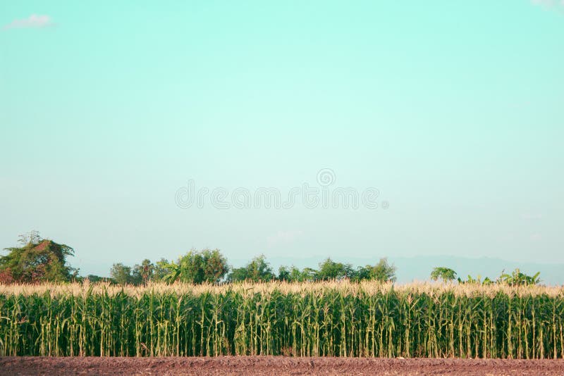 Corn farm stock image. Image of food, land, wall, farm - 56204635