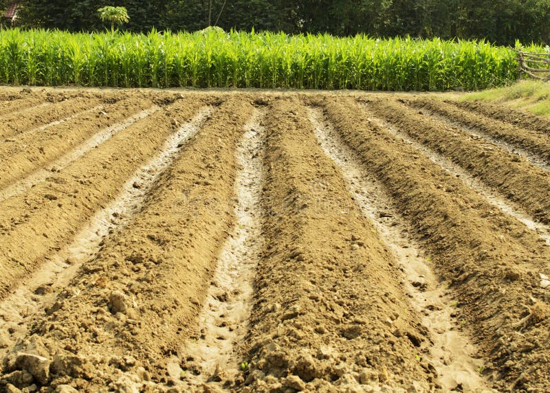 Corn Farm backgrounds stock photo. Image of grass, landscape - 219990246