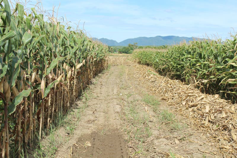 Corn Farm is Beautiful in Thailand Stock Image - Image of cereal, dirt ...