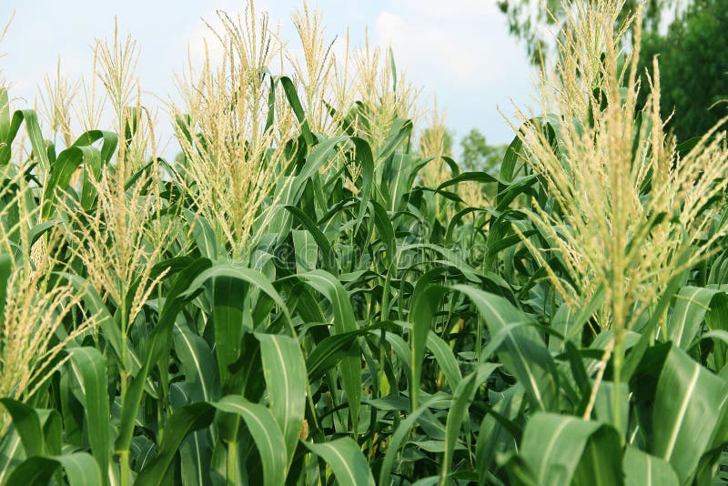 Corn Farm. Corn Field with Corn Flower Blooming Stock Photo - Image of ...