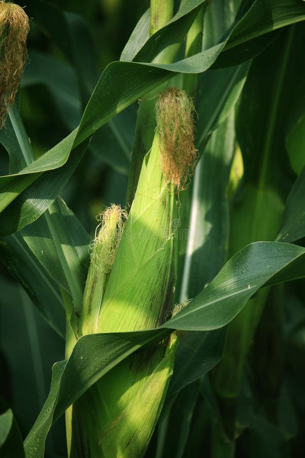 Corn Farm. Corn Field with Corn Flower Blooming Stock Photo - Image of ...