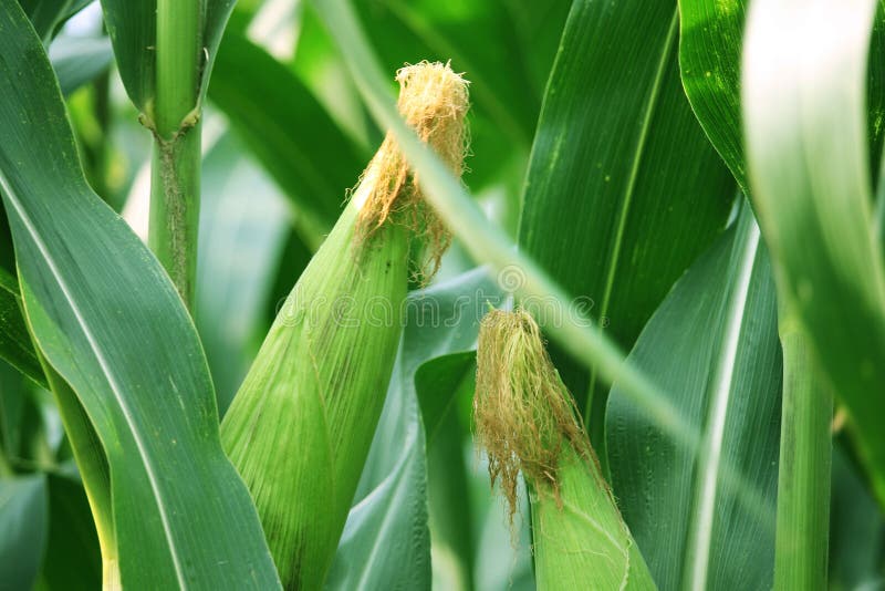 Corn Farm. Corn Field with Corn Flower Blooming Stock Image - Image of ...