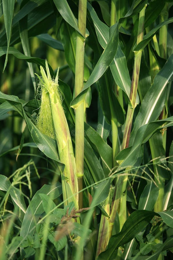 Corn Farm. Corn Field with Corn Flower Blooming Stock Photo - Image of ...