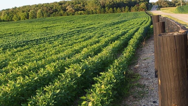 Corn Farm Crops Mid Summer Green Field with Trees with Blue Sky Stock ...