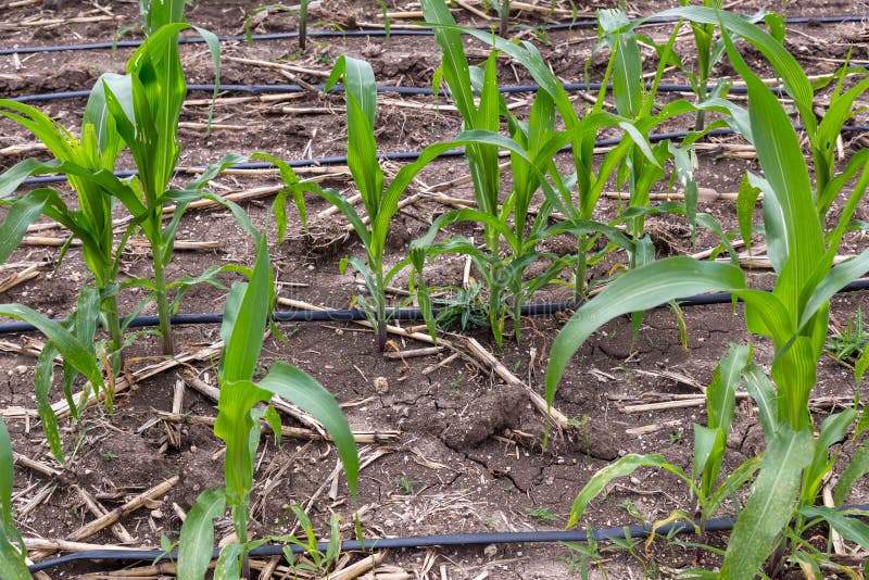 Corn Farm with Dipping Water System. DIY Automatic Watering System for ...