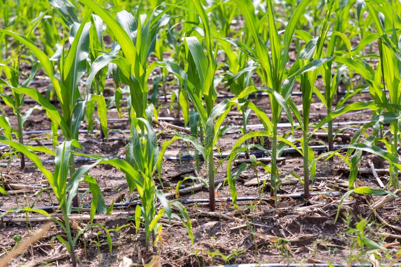 Corn Farm with Dipping Water System. DIY Automatic Watering System for ...