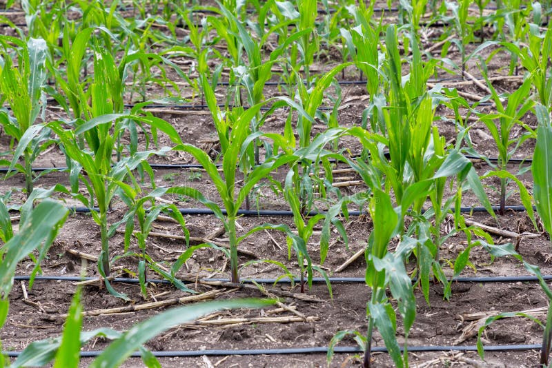 Corn Farm with Dipping Water System. DIY Automatic Watering System for ...