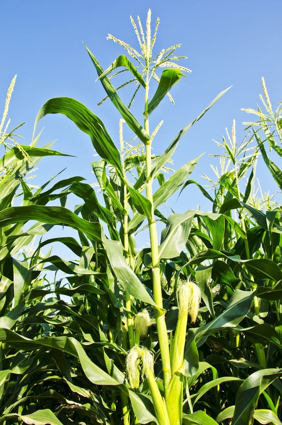 Corn farm eleven stock image. Image of green, outdoor - 66775243