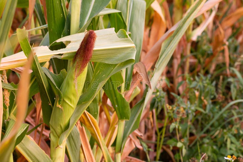 Corn farm in the field stock photo. Image of plants - 147565048