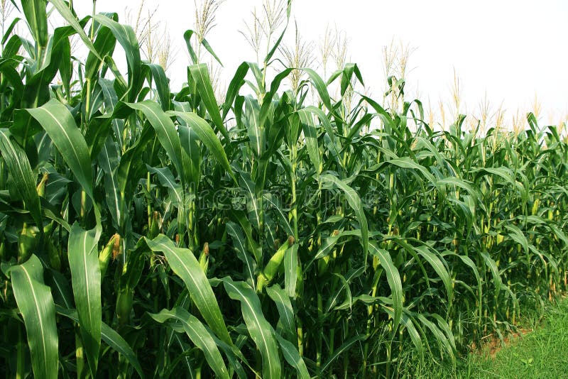 Corn Farm. Corn Field with Corn Flower Blooming Stock Photo - Image of ...