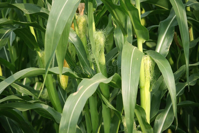 Corn Farm. Corn Field with Corn Flower Blooming Stock Photo - Image of ...