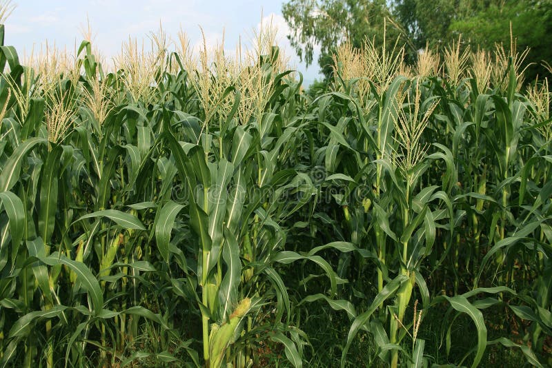 Corn Farm. Corn Field with Corn Flower Blooming Stock Image - Image of ...