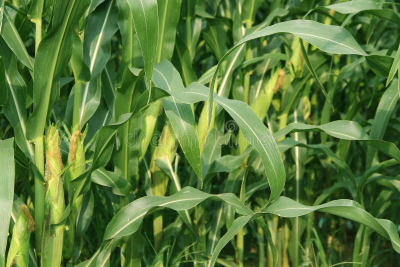 Corn Farm. Corn Field with Corn Flower Blooming Stock Photo - Image of ...