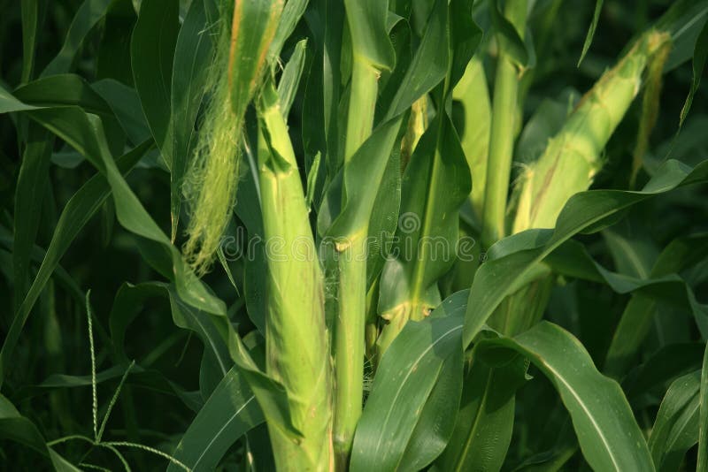 Corn Farm. Corn Field with Corn Flower Blooming Stock Photo - Image of ...