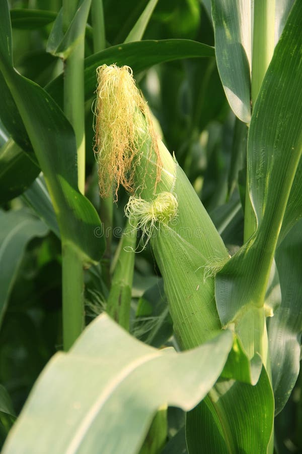 Corn Farm. Corn Field with Corn Flower Blooming Stock Image - Image of ...