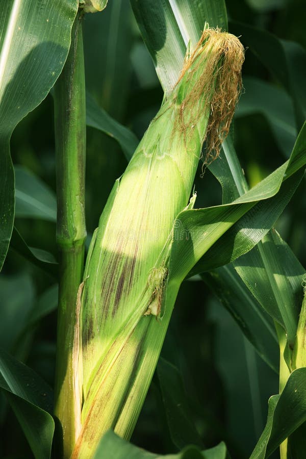 Corn Farm. Corn Field with Corn Flower Blooming Stock Photo - Image of ...