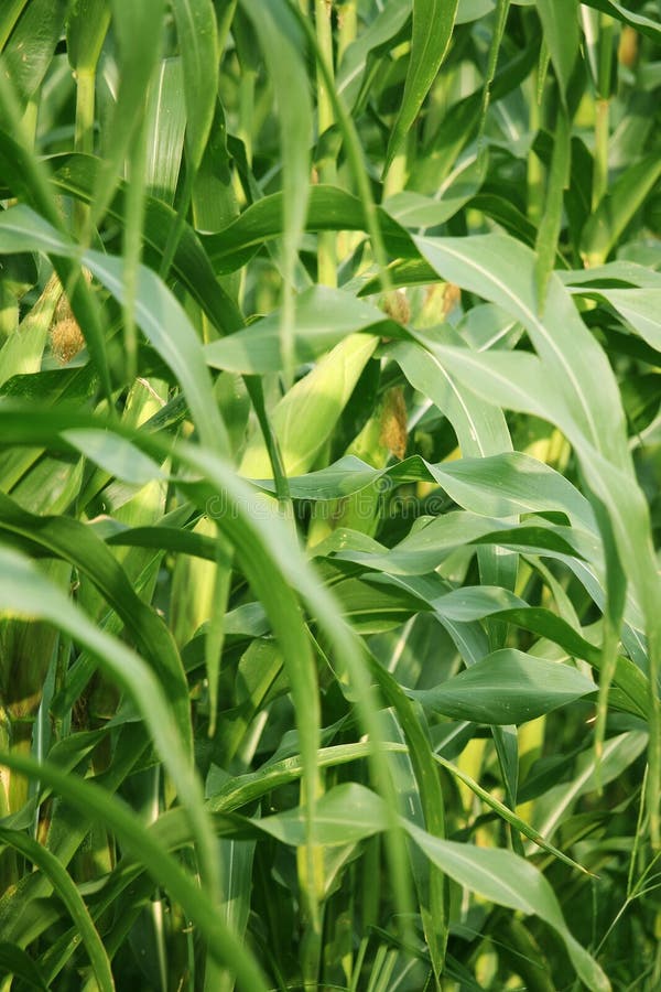 Corn Farm. Corn Field with Corn Flower Blooming Stock Photo - Image of ...