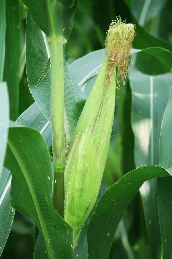 Corn Farm. Corn Field with Corn Flower Blooming Stock Photo - Image of ...