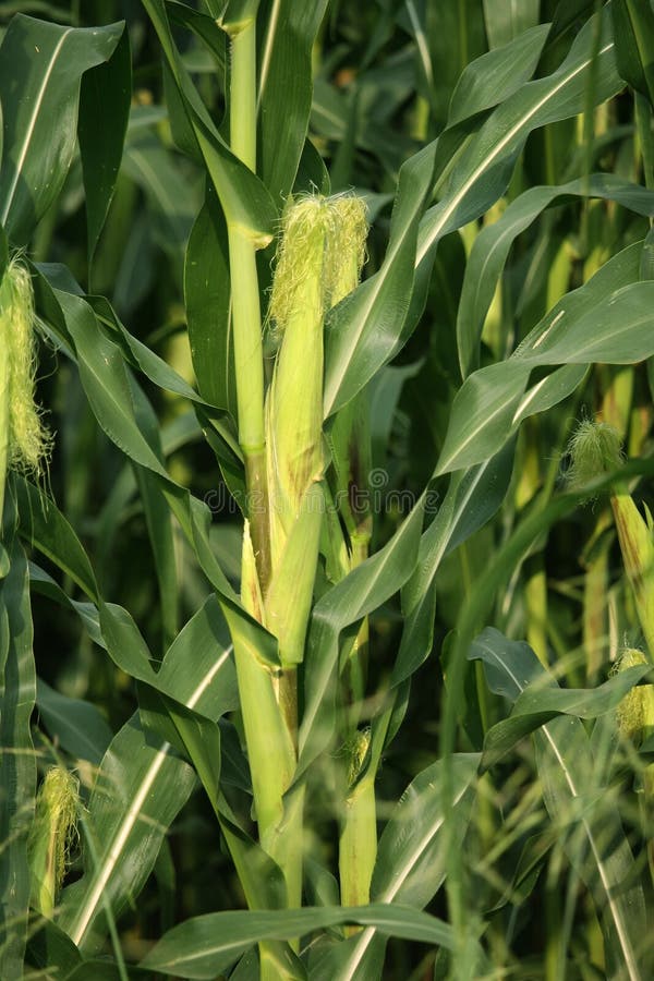Corn Farm. Corn Field with Corn Flower Blooming Stock Image - Image of ...